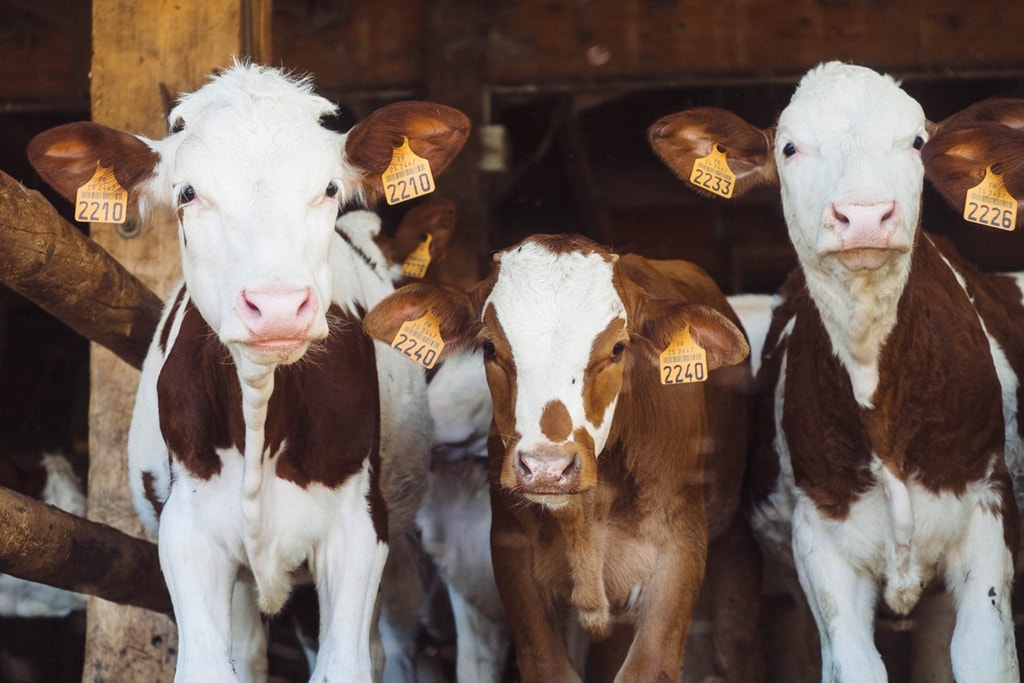 Xplore Group | A story about connected cows